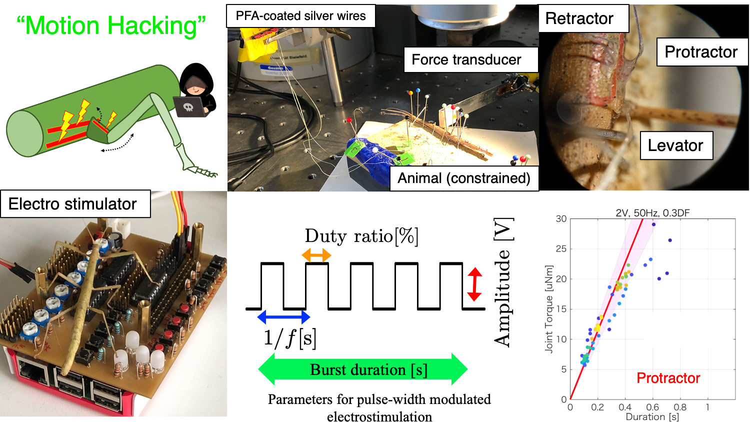 B01 15 Motion Hacking Elucidates Flexible Inter Leg Coordination